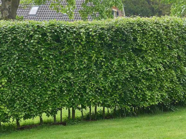 How to plant and care for bare root hedges - Suttons Gardening Grow How