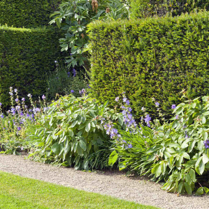 How to plant and care for bare root hedges - Suttons Gardening Grow How