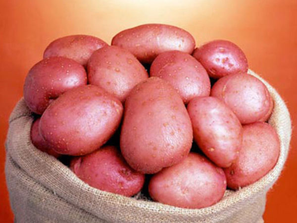 How to prevent potato blight - Suttons Gardening Grow How