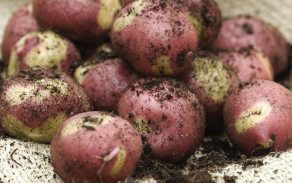 How to grow potatoes - Suttons Gardening Grow How
