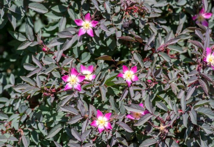 How to plant and care for bare root hedges - Suttons Gardening Grow How