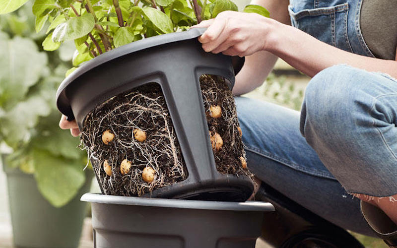 How To Grow Potatoes In Pots And Containers Suttons Gardening Grow How How To Grow Potatoes In Pots And Containers Suttons Gardening Grow How