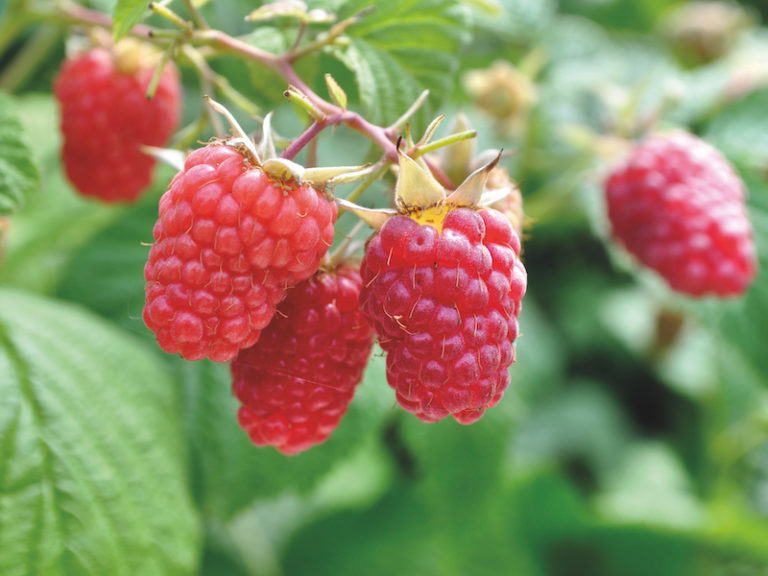 How to grow summer-fruiting (floricane) raspberries - Suttons Gardening ...