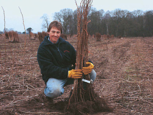 How to grow summer-fruiting (floricane) raspberries - Suttons Gardening ...