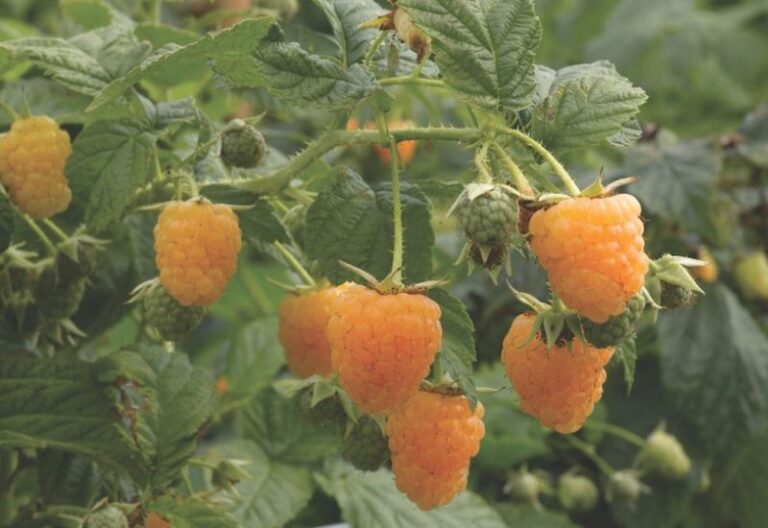 How to grow autumn-fruiting (primocane) raspberries - Suttons Gardening ...