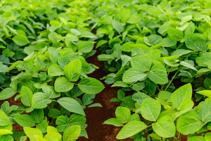 How to grow Edamame beans - Suttons Gardening Grow How