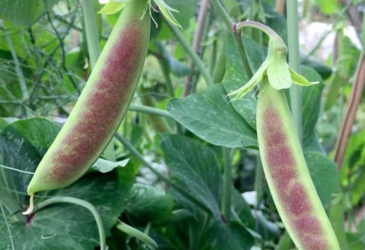 How to grow bumper crops of peas and beans - Suttons Gardening Grow How