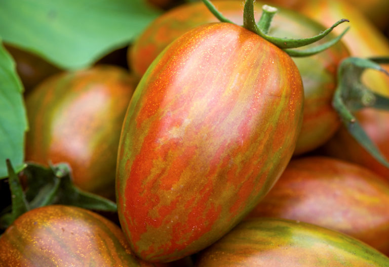 How to grow grafted tomato plants - Suttons Gardening Grow How