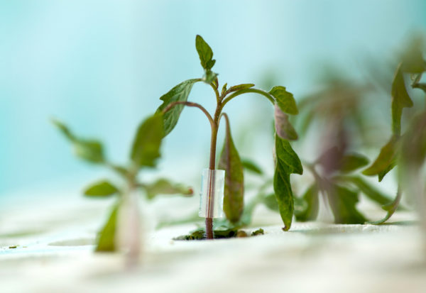 How to grow grafted tomato plants - Suttons Gardening Grow How