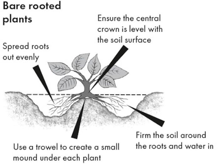 How to grow strawberries - Suttons Gardening Grow How