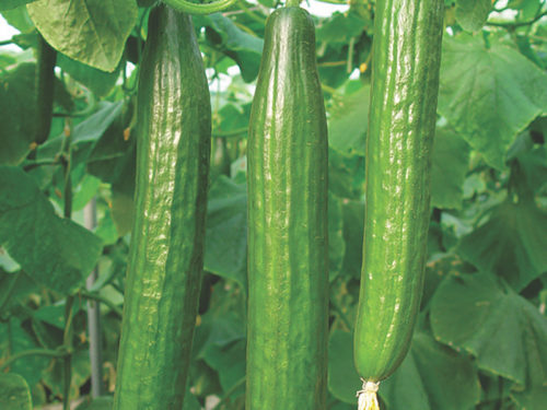 How to grow cucumbers - Suttons Gardening Grow How