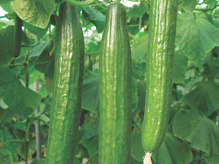 How to grow cucumbers - Suttons Gardening Grow How