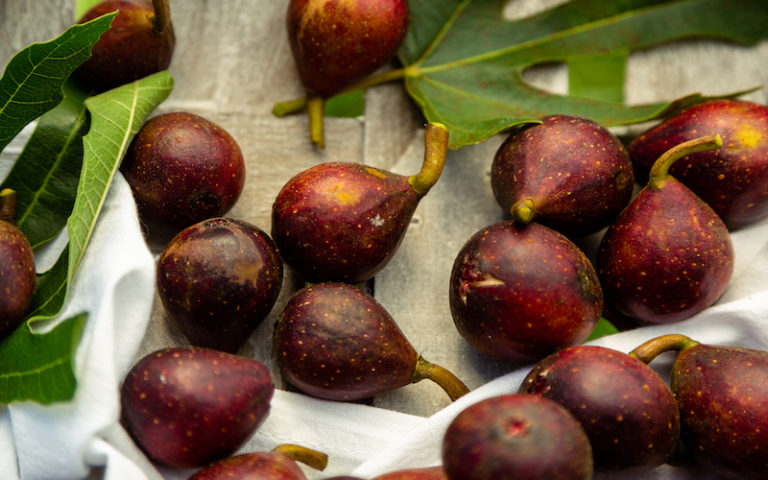 How to grow fig trees - Suttons Gardening Grow How