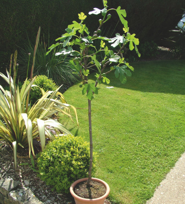 How to grow fig trees - Suttons Gardening Grow How