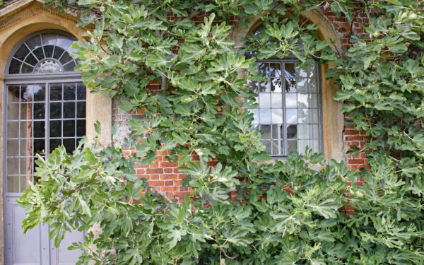 How to grow fig trees - Suttons Gardening Grow How