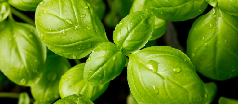 How to grow herbs - Suttons Gardening Grow How