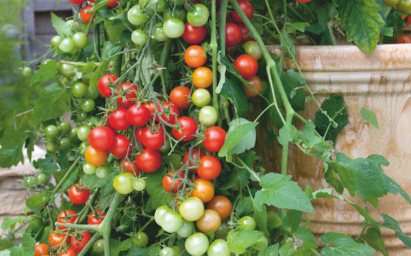 Beginners guide to growing vegetables from seed