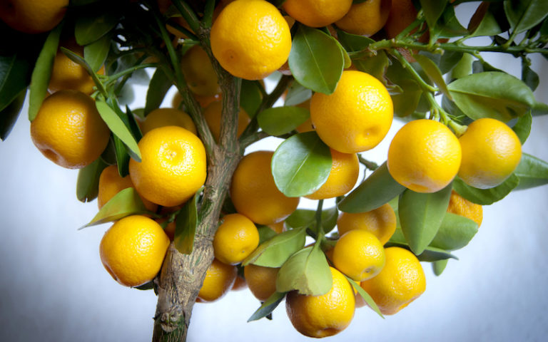 How to grow citrus trees - Suttons Gardening Grow How