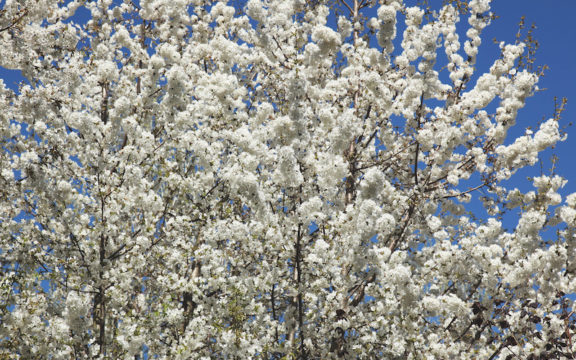 How to grow cherry trees - Suttons Gardening Grow How