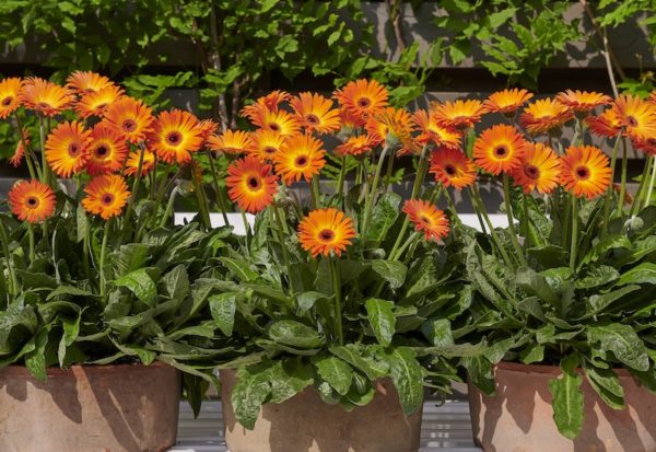How to grow gerberas - Suttons Gardening Grow How