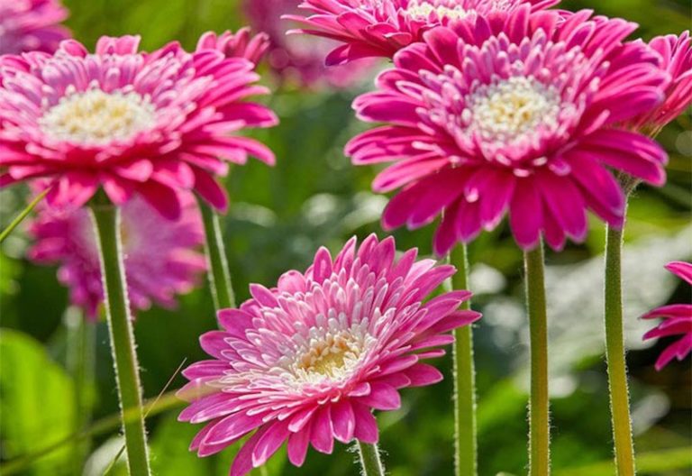 How to grow gerberas - Suttons Gardening Grow How