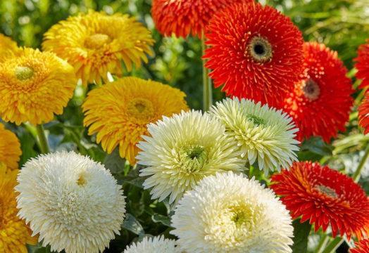 How to grow gerberas - Suttons Gardening Grow How