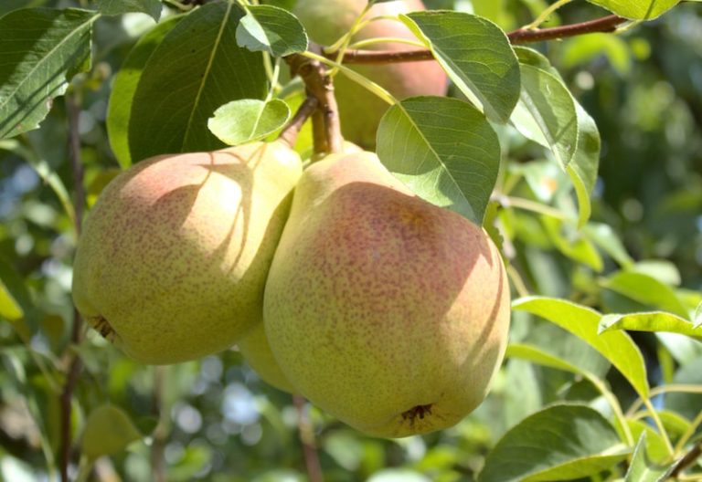 How to grow pear trees - Suttons Gardening Grow How