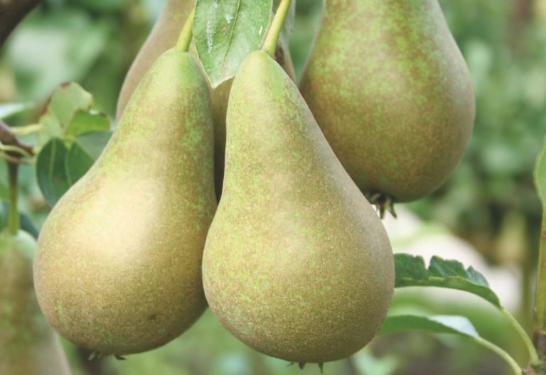 How to grow pear trees - Suttons Gardening Grow How