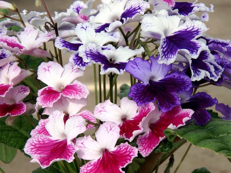 How to grow streptocarpus - Suttons Gardening Grow How