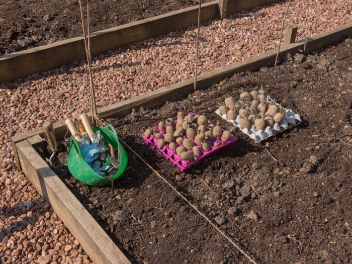 How and when to chit seed potatoes - Suttons Gardening Grow How