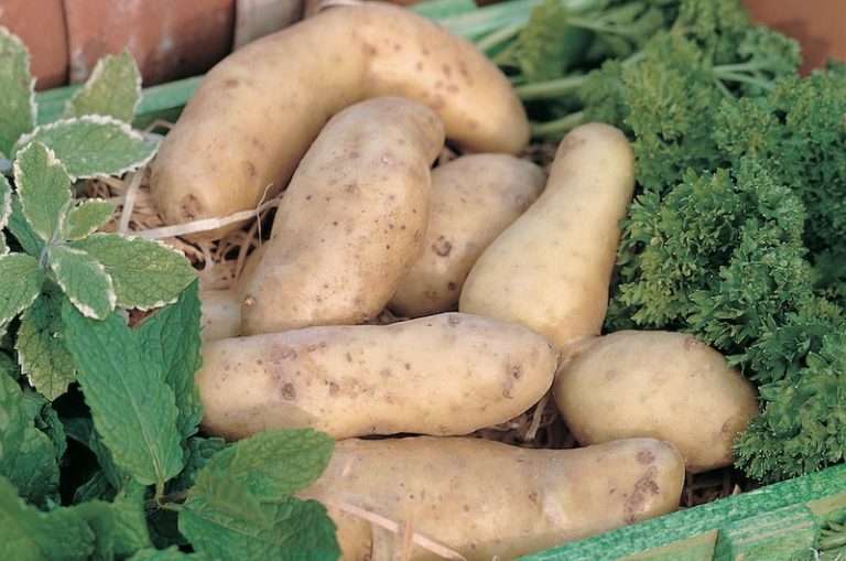 Your guide to potato season - Suttons Gardening Grow How