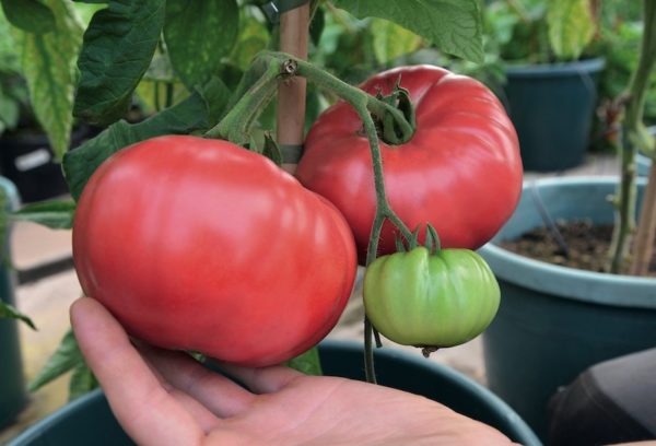 Tomato selection guide - Suttons Gardening Grow How