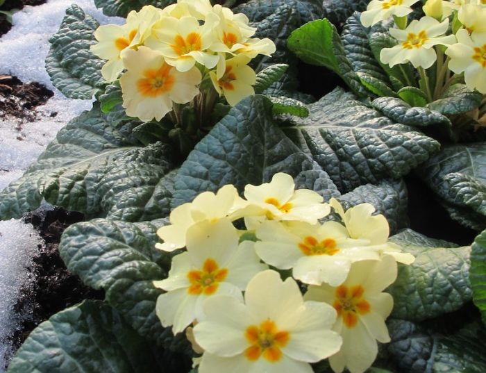 Celebrating primroses - Suttons Gardening Grow How