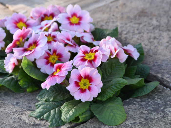 Celebrating primroses - Suttons Gardening Grow How