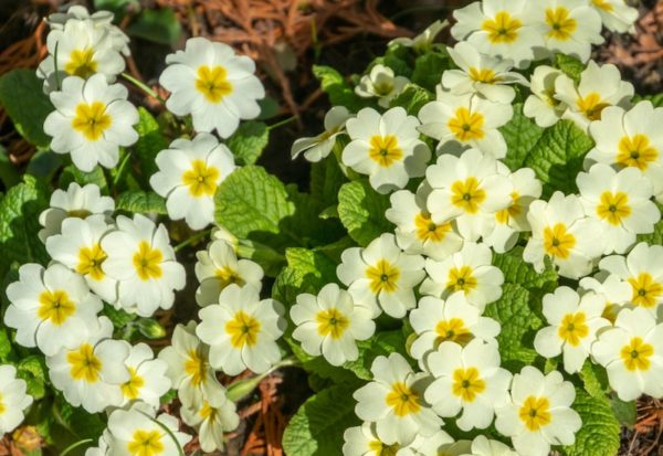 Celebrating primroses - Suttons Gardening Grow How