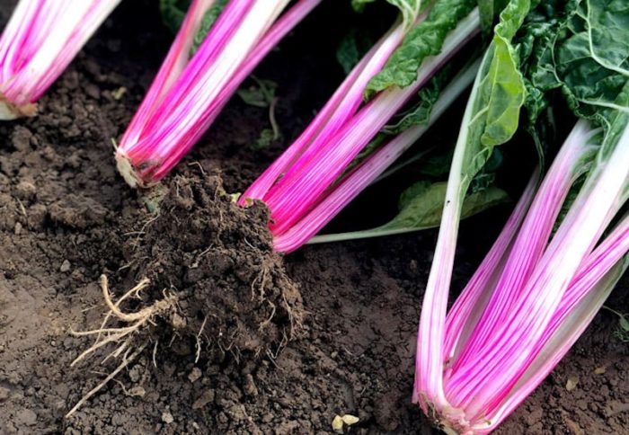 Win Suttons Vegetable Seeds - April Sowing Bundle - Suttons Gardening ...