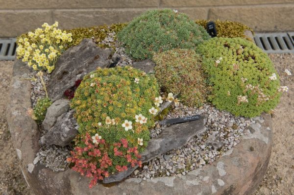 How to create an alpine container display - Suttons Gardening Grow How