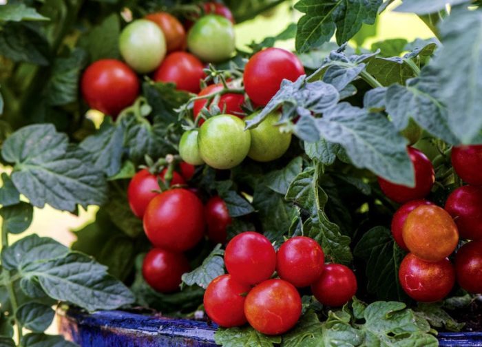 WIN Suttons Tomato Seeds - 100 Packs Up For Grabs - Suttons Gardening ...