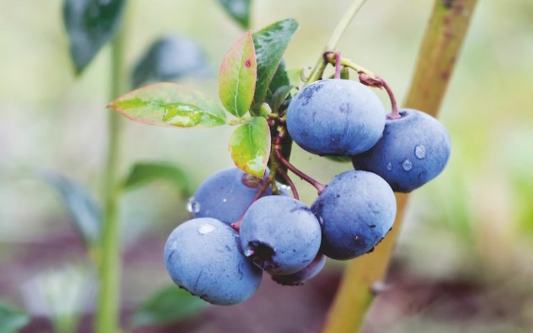 How to grow blueberries - Suttons Gardening Grow How