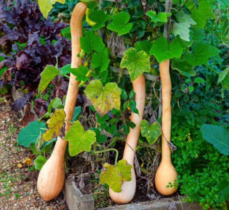 How to grow tromboncino squash - Suttons Gardening Grow How