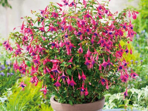How to grow Fuchsias - Suttons Gardening Grow How