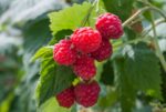 How to grow summer-fruiting (floricane) raspberries - Suttons Gardening ...