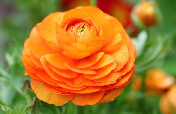 How to grow ranunculus - Suttons Gardening Grow How