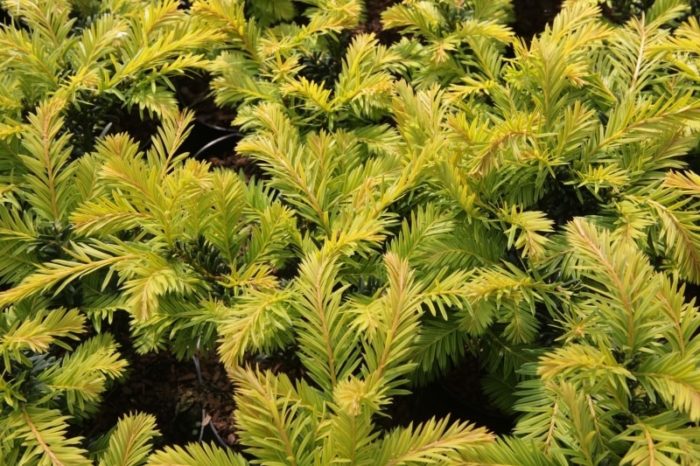 How to plant and care for bare root hedges - Suttons Gardening Grow How