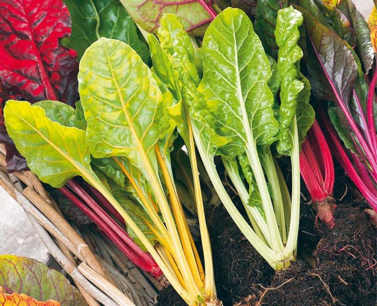Best expert advice on growing chard - Suttons Gardening Grow How
