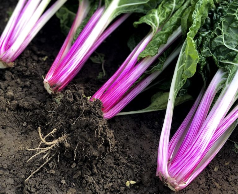 Best expert advice on growing chard - Suttons Gardening Grow How