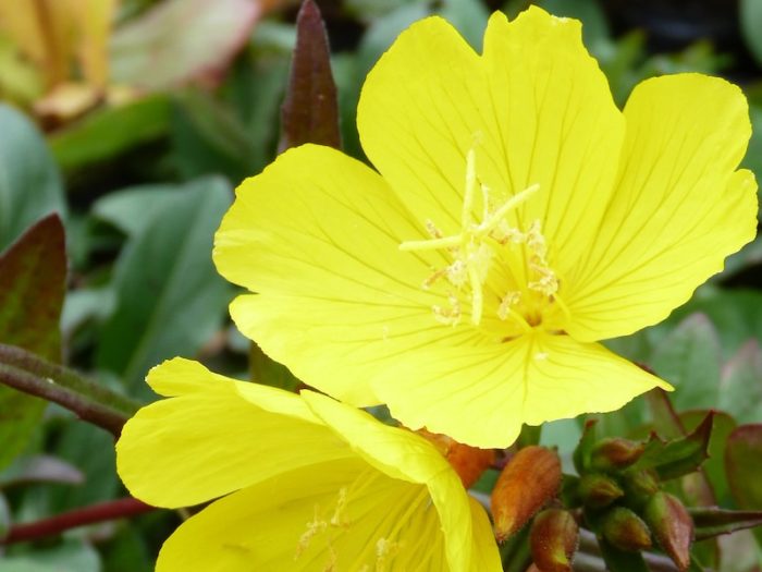 Five of the best night-scented plants - Suttons Gardening Grow How