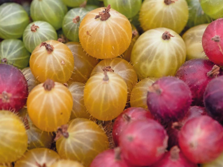 How to grow gooseberries - Suttons Gardening Grow How