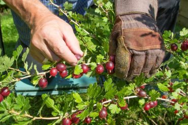 How to grow gooseberries - Suttons Gardening Grow How