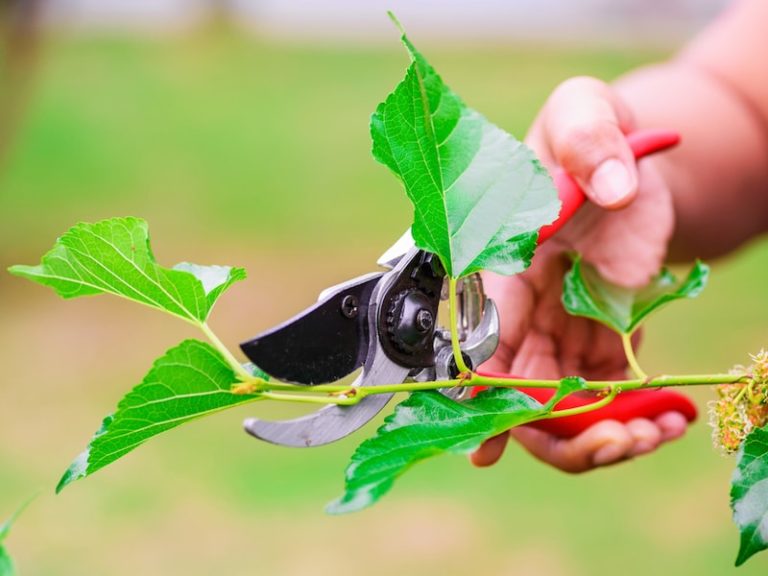 How to grow mulberries - Suttons Gardening Grow How